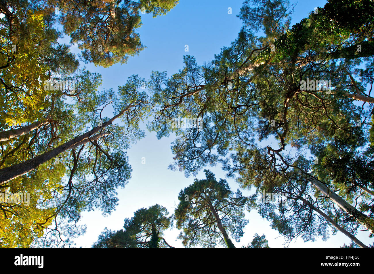 Sky high trees hi-res stock photography and images - Alamy
