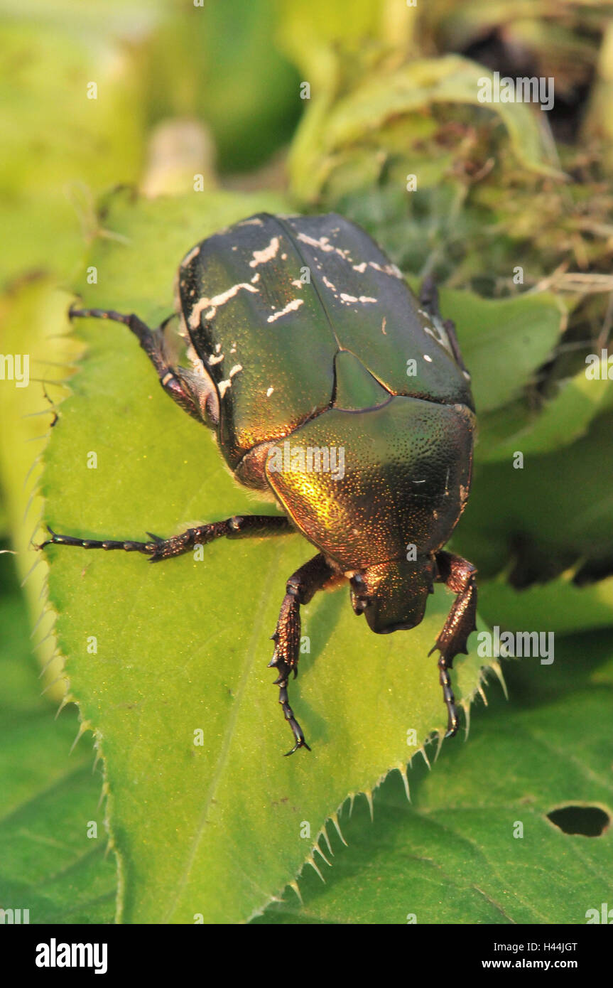 Rose beetle hi-res stock photography and images - Alamy