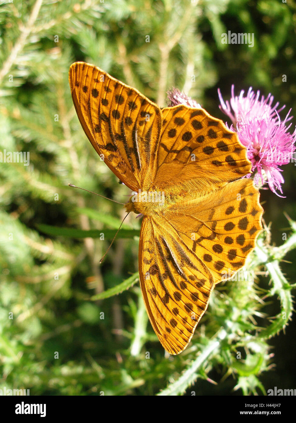 Casing Animals High Resolution Stock Photography and Images - Alamy