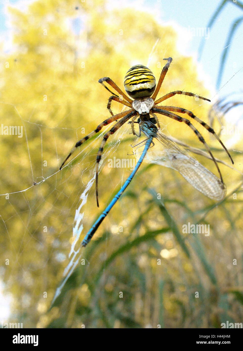 Wasp's pin, zebra spider, silk cord pin, female, network, prey, feather ...
