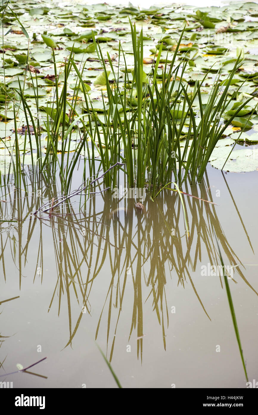 Lake, shore, reed, water lilies Stock Photo - Alamy