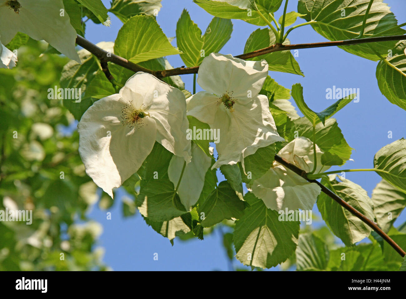 Handkerchief tree leaves hi-res stock photography and images - Alamy
