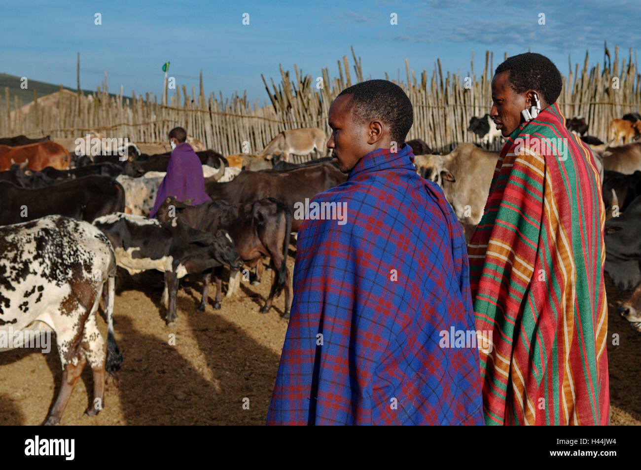 Maasai tribe cattle hi-res stock photography and images - Alamy