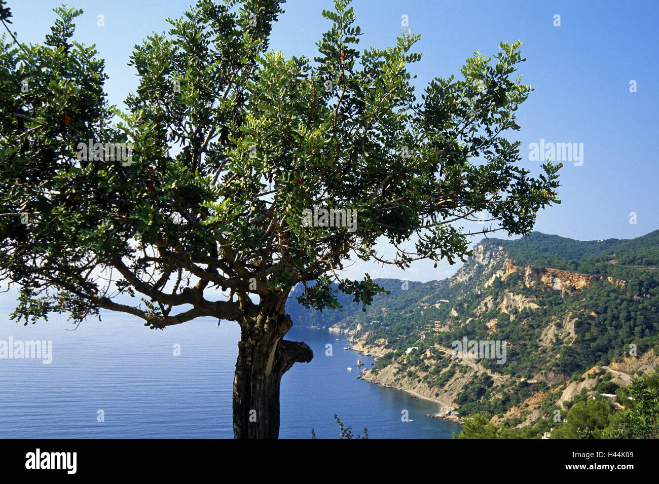 Ibiza, It Cubells, tree, bile coast, sea Stock Photo - Alamy
