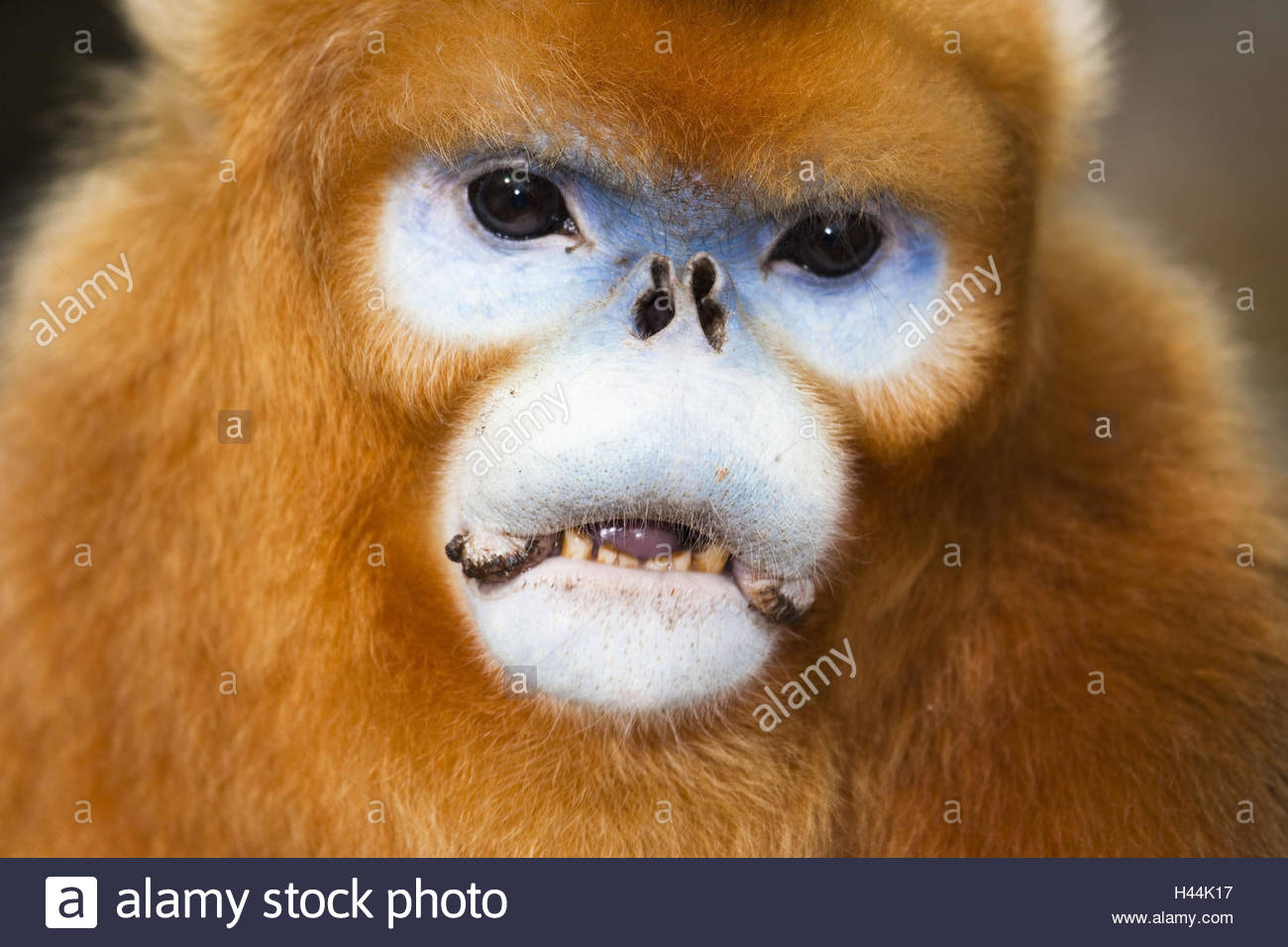 Rhinopithecus High Resolution Stock Photography and Images - Alamy