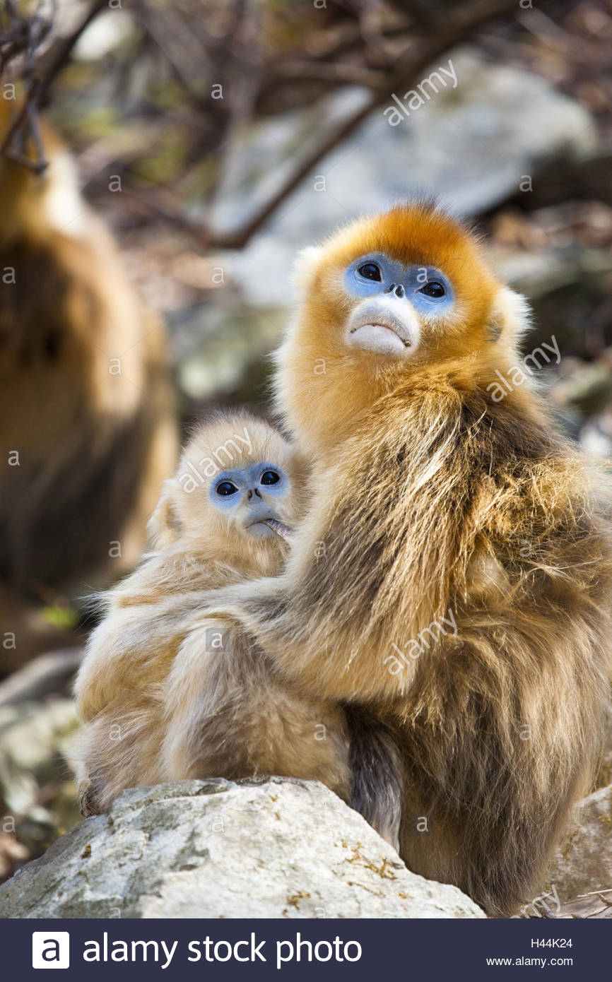Rhinopithecus High Resolution Stock Photography and Images - Alamy