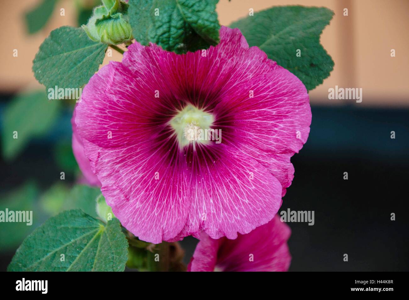 Malva Flower Pink color in spring morning Stock Photo - Alamy