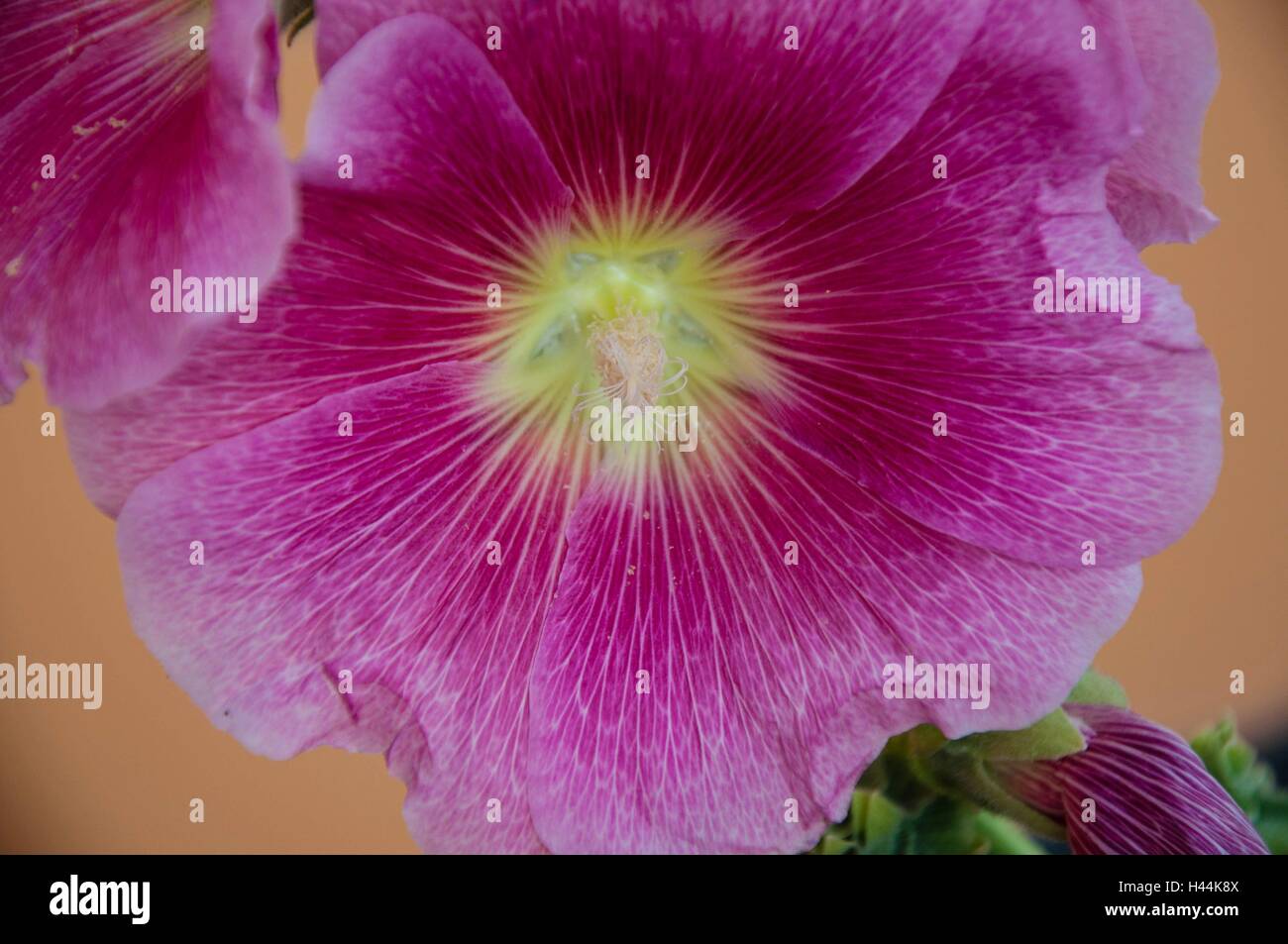 Malva Flower Pink color in spring morning Stock Photo - Alamy