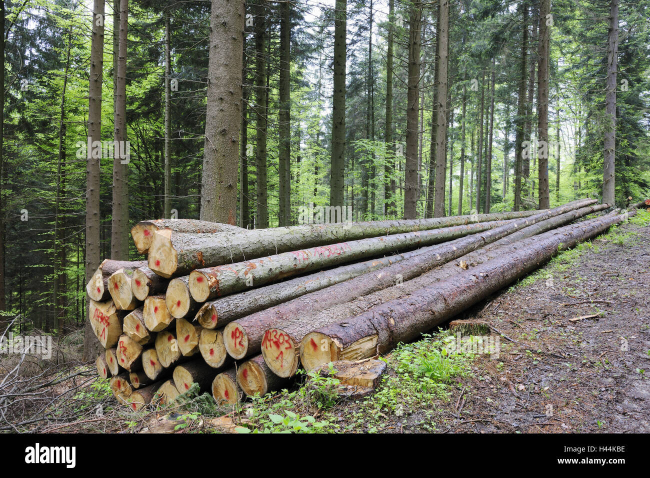 Wood, trunks, batches Stock Photo - Alamy