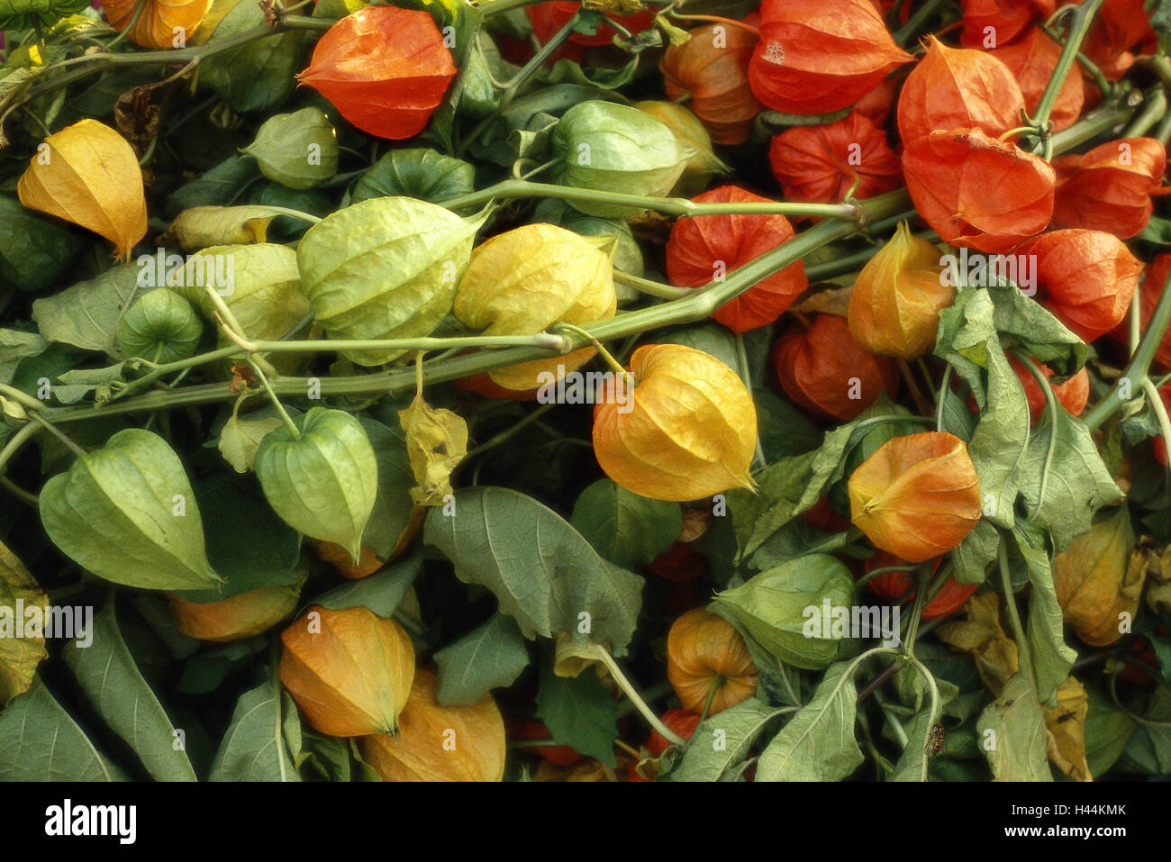 Physalis, calyxes, closed, Solanums, fruits, exotic, tropical ...