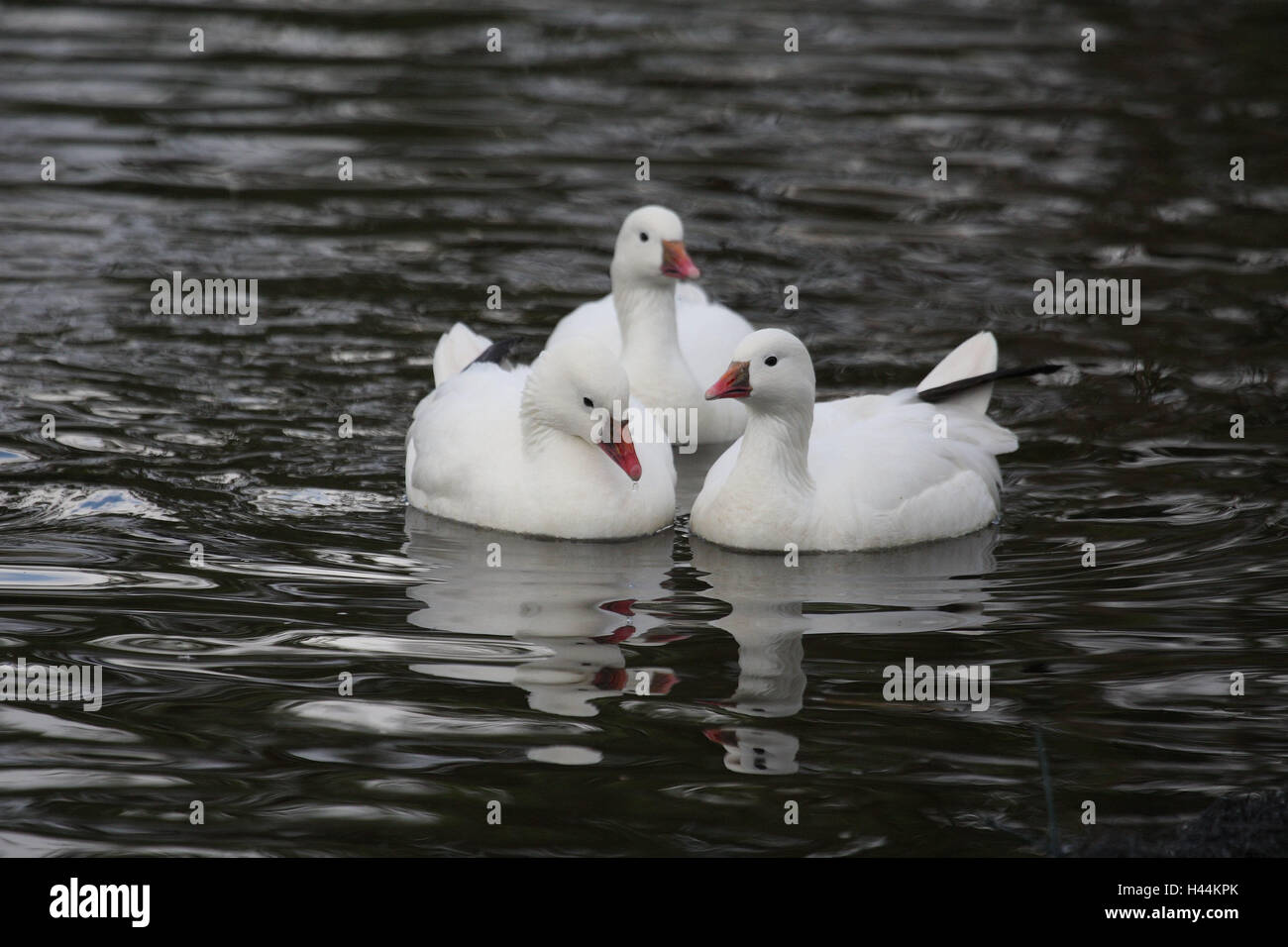 Dwarf's snow geese, Anser rossi cassin, water, swim, geese, birds ...