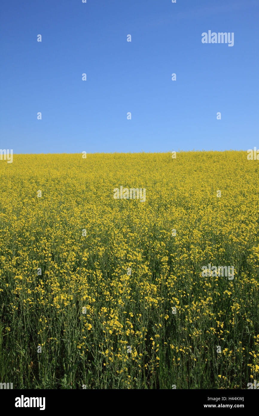 Rape field, Brassica napus, cultivation, rape, rape cultivation, useful ...