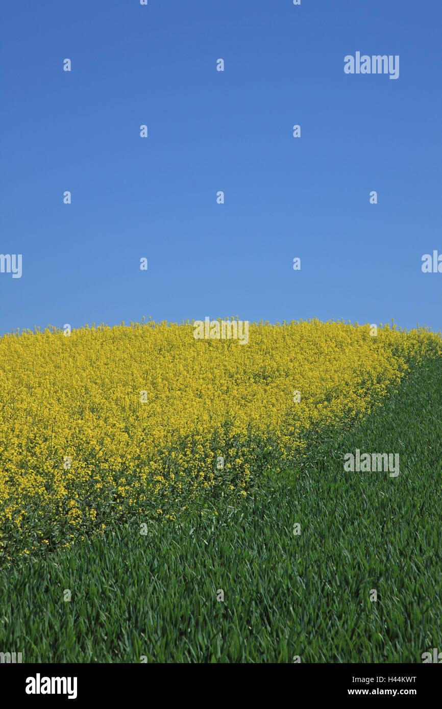 Rape field, Brassica napus, cultivation, rape, rape cultivation, useful ...