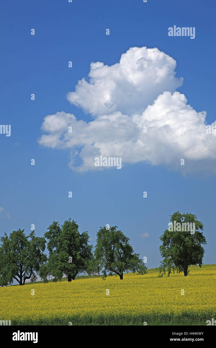 Tree series, rape field, scenery, trees, raps, field, agriculture ...