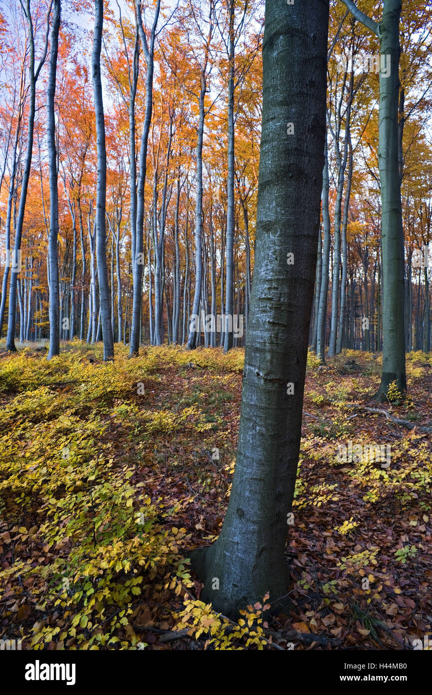 Austria, Lower Austria, forest fourth, Buchenwald Stock Photo - Alamy
