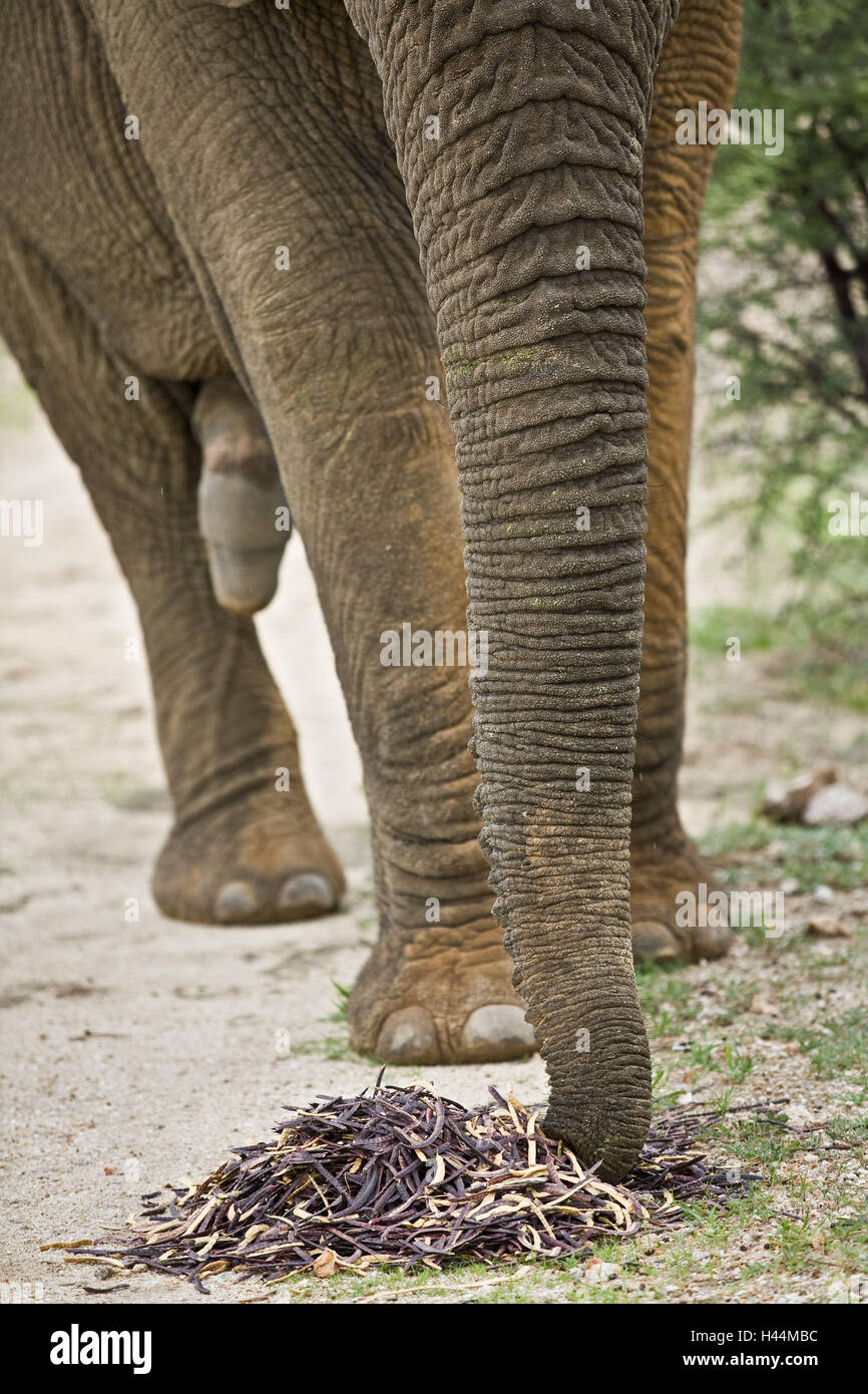Elephant farm hi-res stock photography and images - Alamy