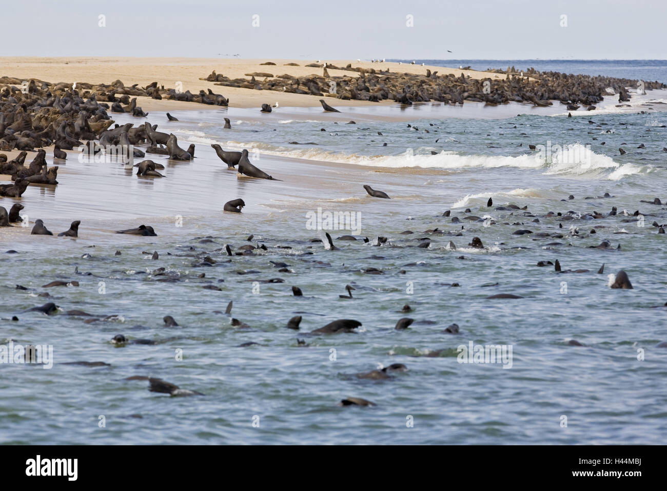 Africa, Namibia, Walvis Bay, South African sea bear, Arctocephalus ...
