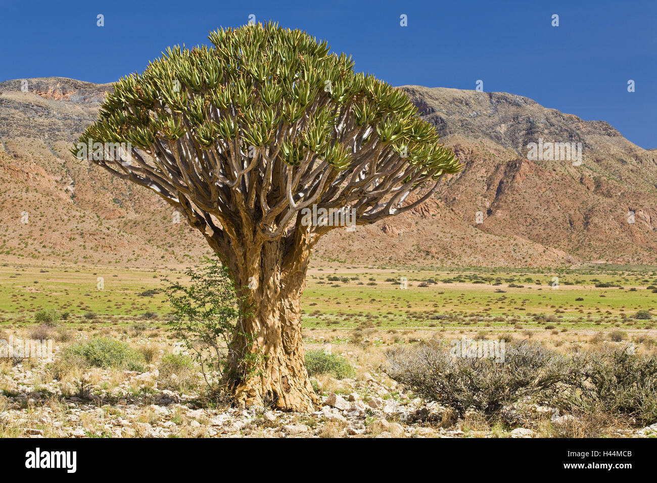 Africa, Namibia, desert, quiver tree Stock Photo - Alamy
