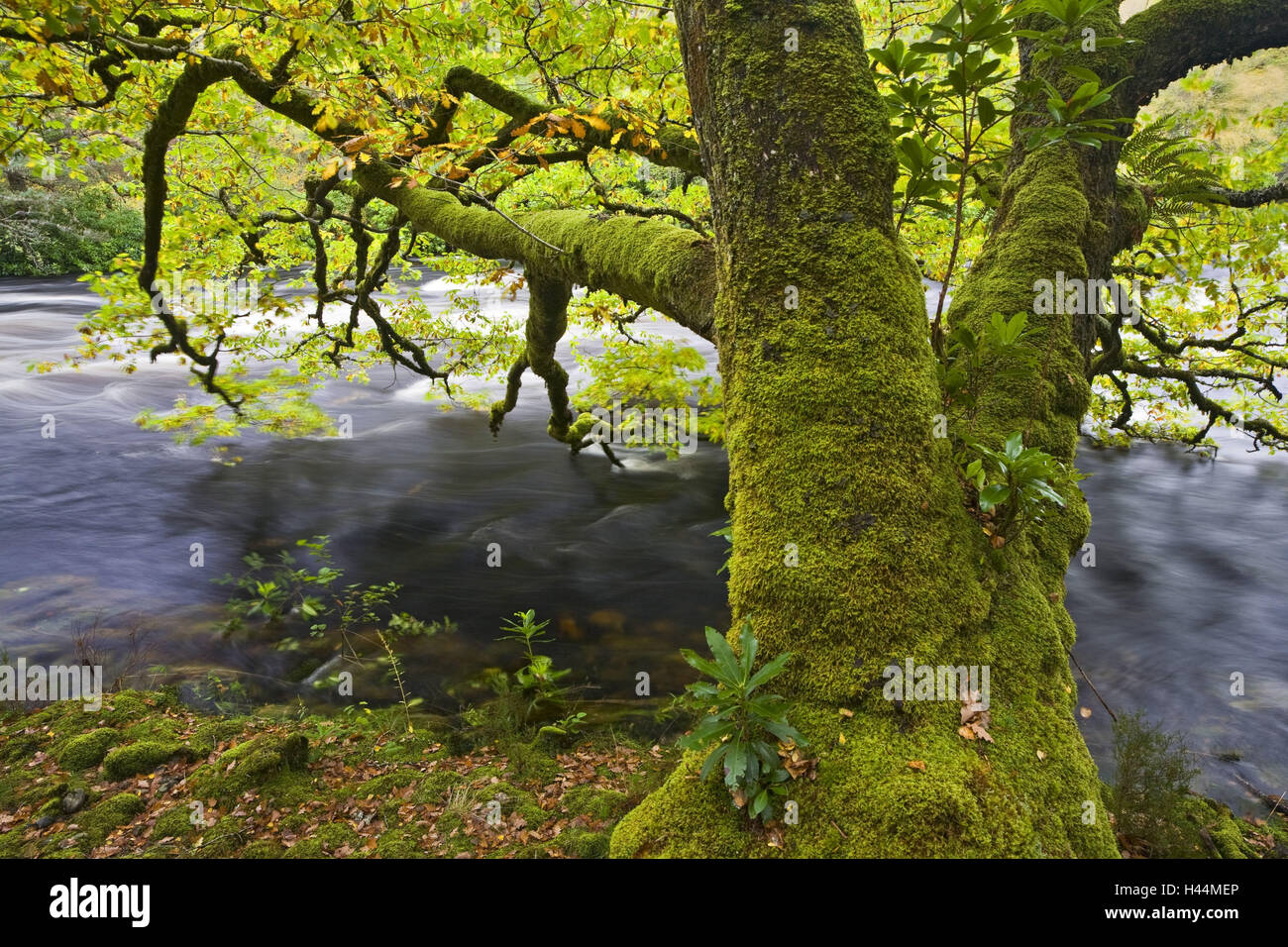 Great Britain, Scotland, Argyllshire, river, tree, moss, detail Stock ...