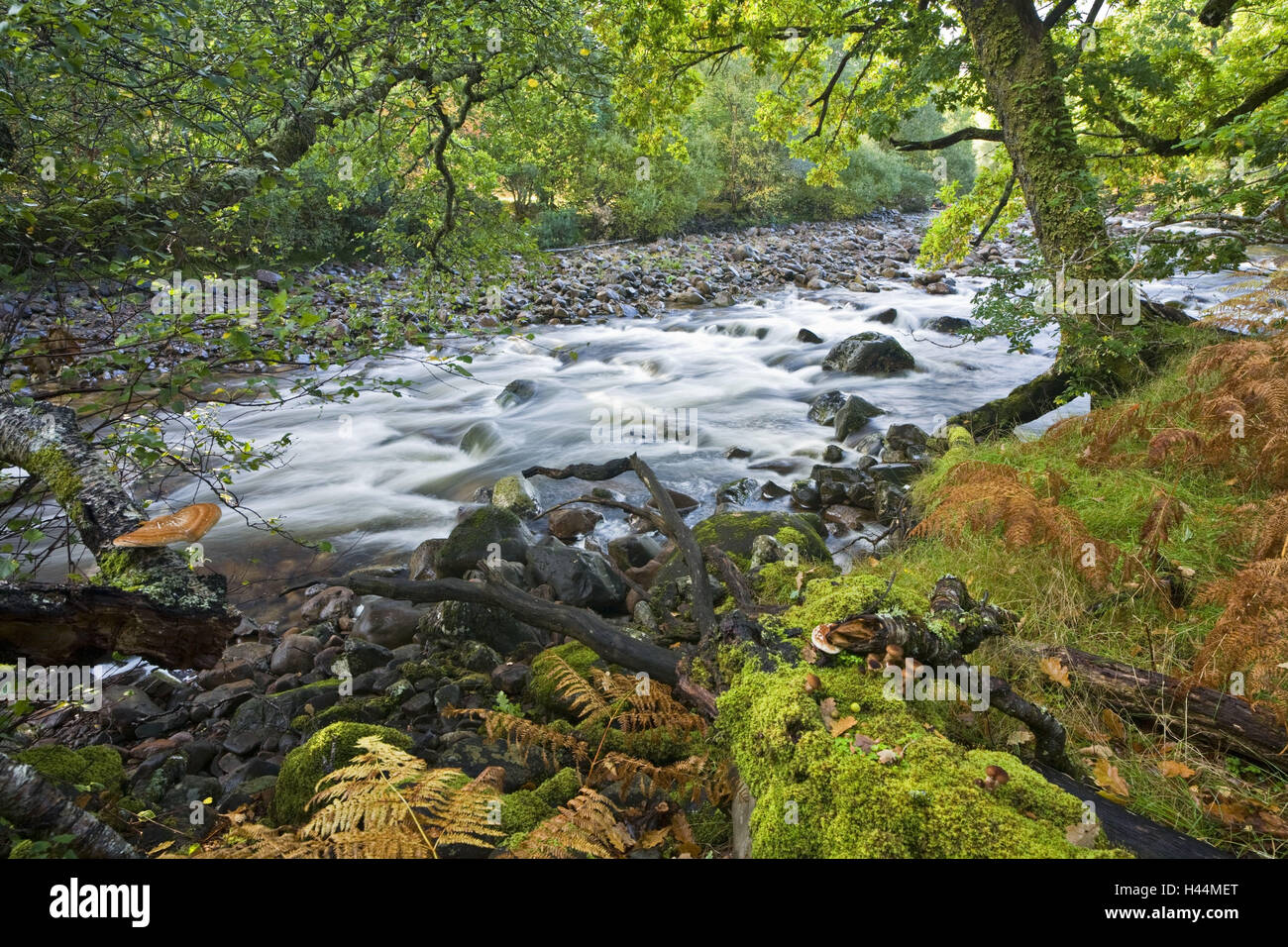 Great Britain, Scotland, Wester horse, Torridon, wood, river Stock ...