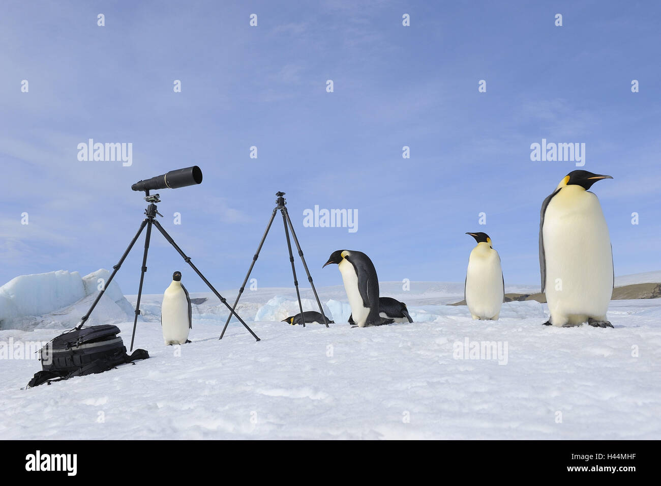 Emperor penguin, Aptenodytes forsteri, old, tripod, backpack, views ...