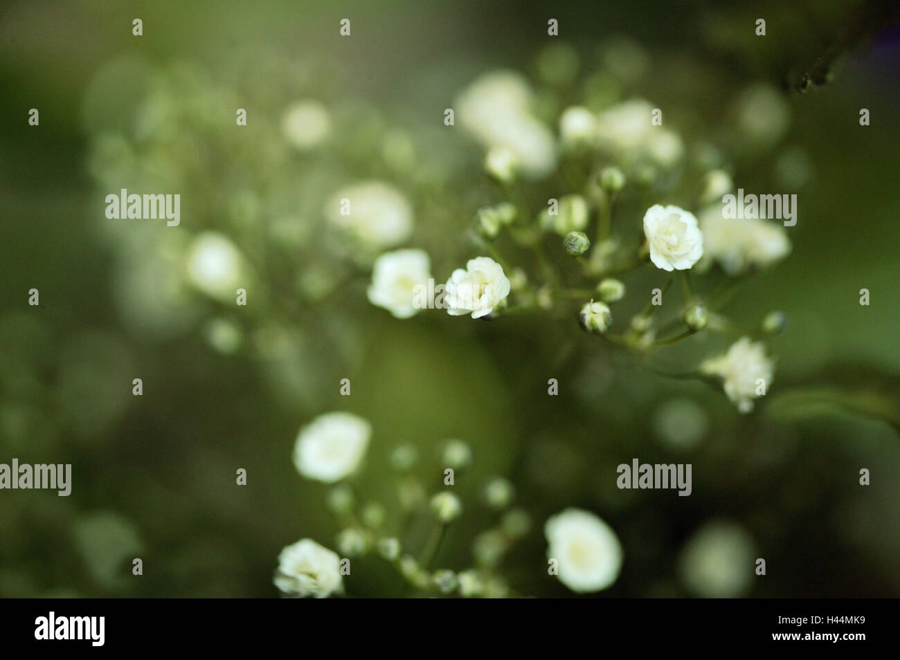 white small blossoms Stock Photo - Alamy