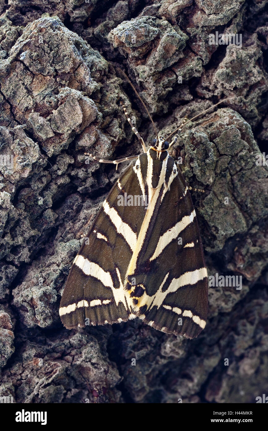 Callimorpha butterfly greece hi-res stock photography and images - Alamy