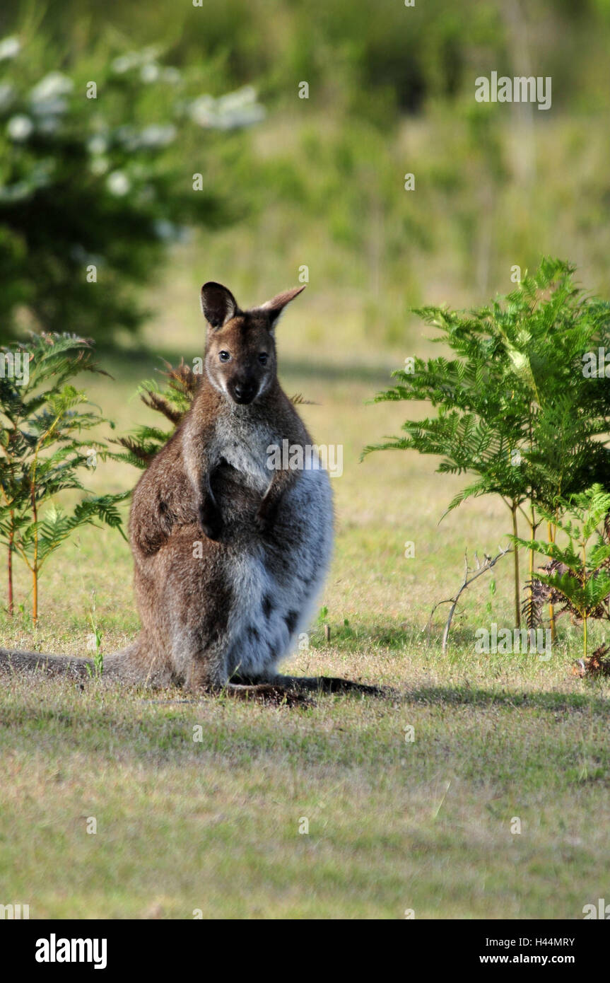 Känguru hi-res stock photography and images - Alamy