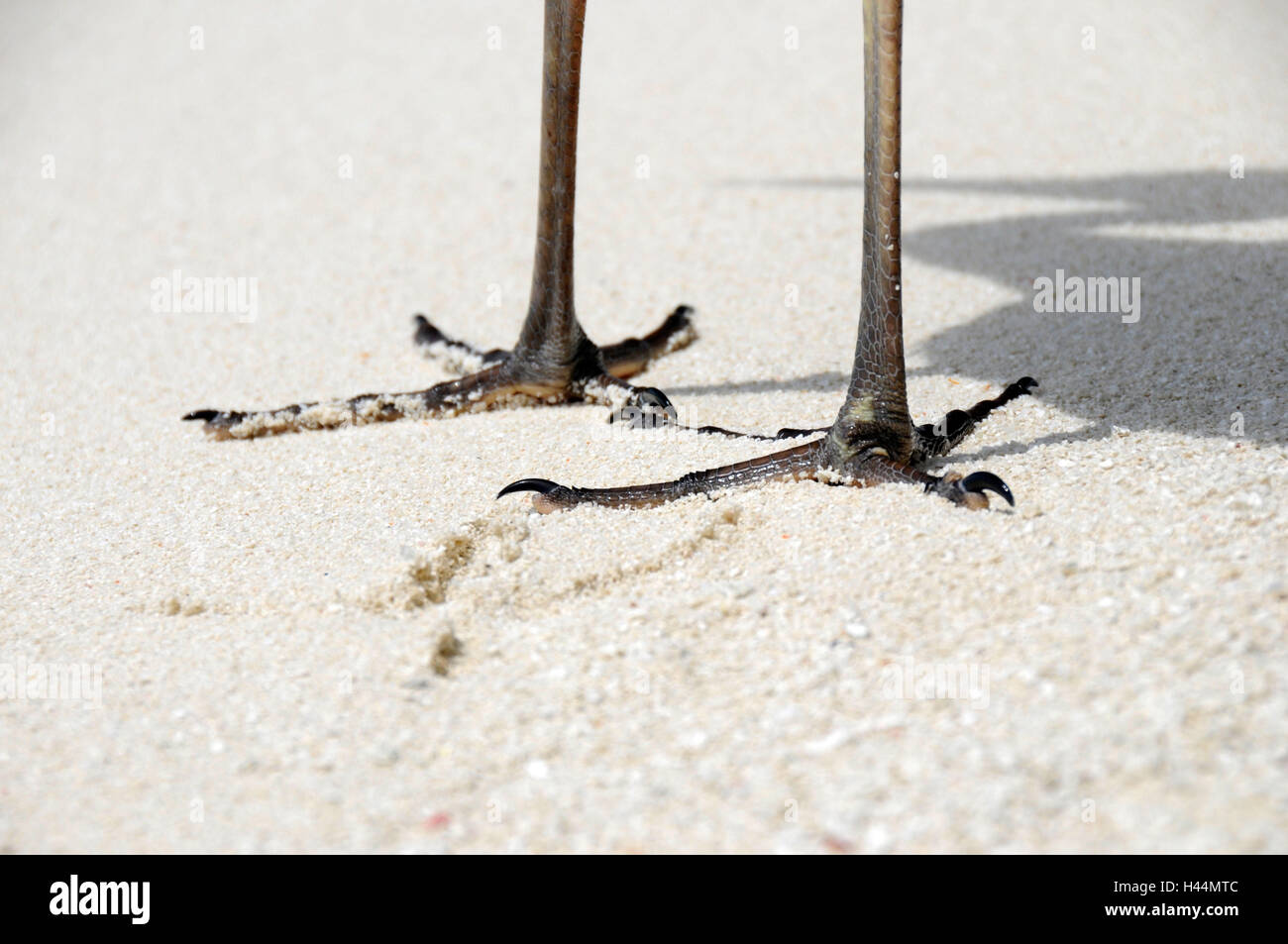 Sand heron hi-res stock photography and images - Alamy