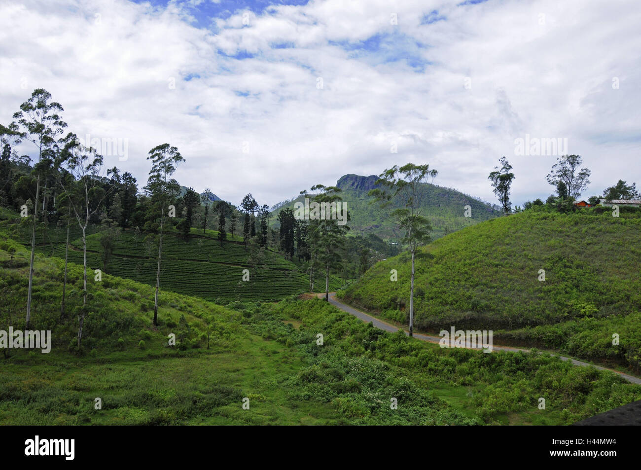 Sri Lanka, scenery, hill, green Stock Photo - Alamy