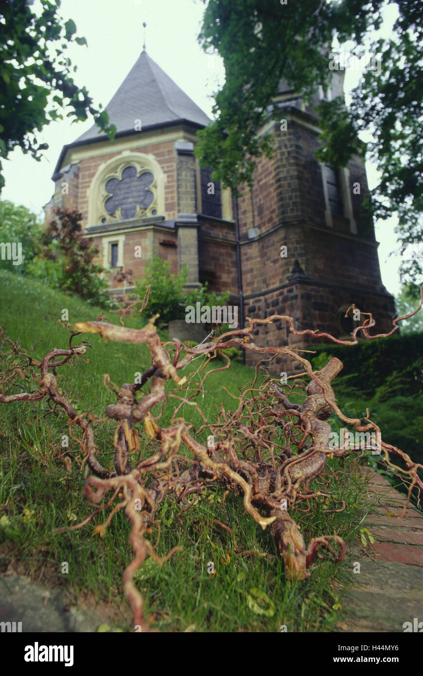 Roots, meadow, church, church building, steeple, historically, branches ...