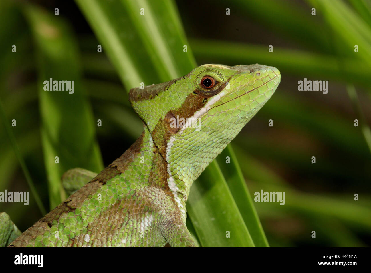 Crown basilisk, portrait, side view, landscape format, reptile, animal ...