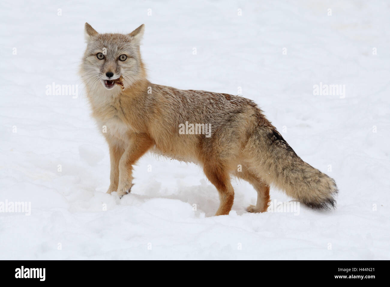 Fox side view animal hi-res stock photography and images - Alamy