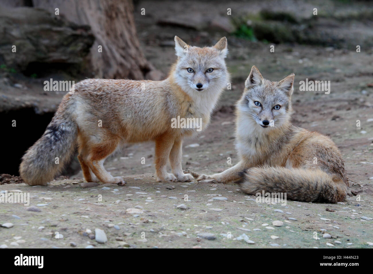 Kit fox hi-res stock photography and images - Alamy