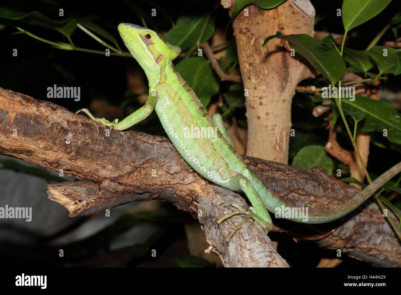 Crown basilisk hi-res stock photography and images - Alamy