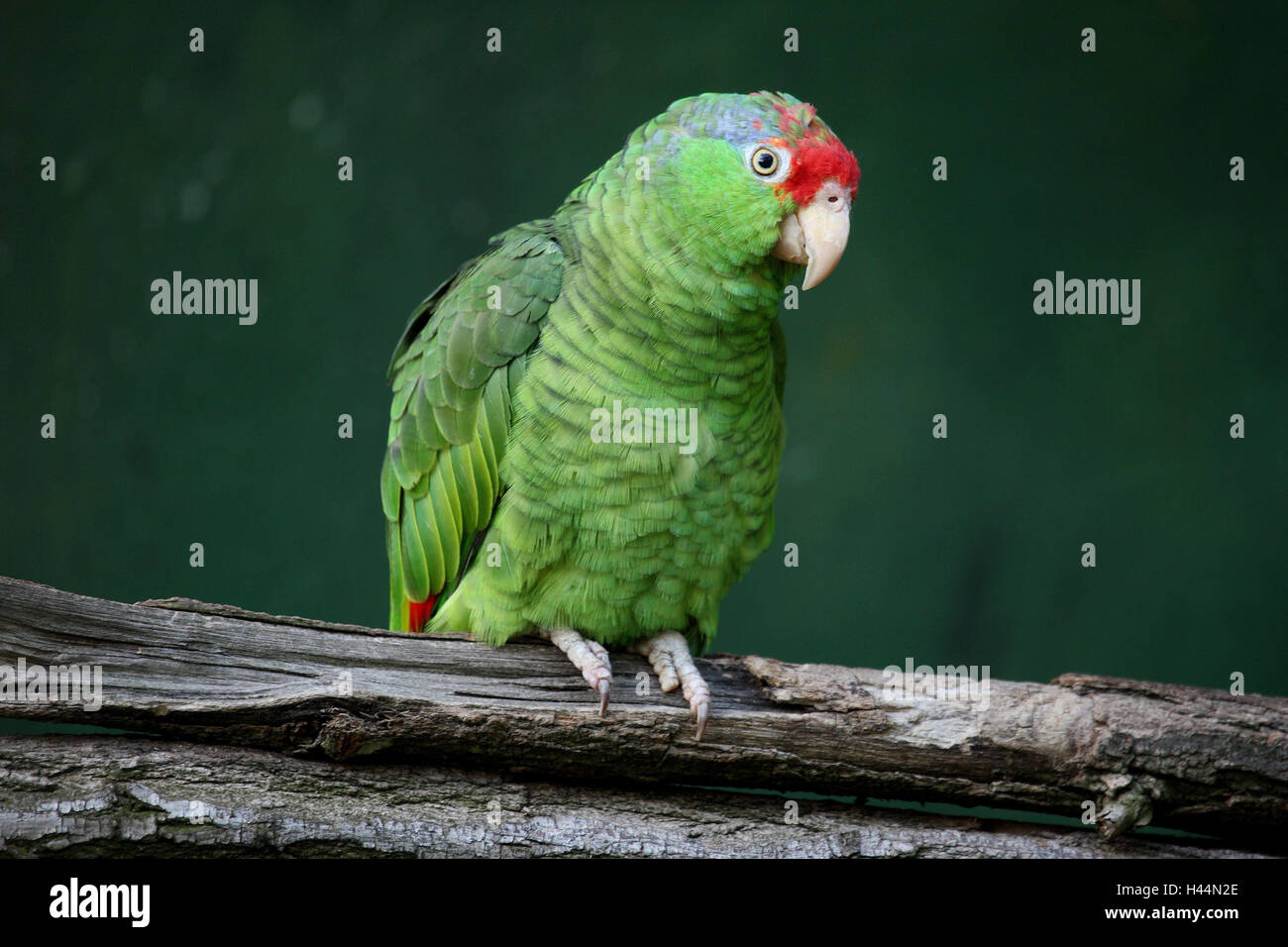 Green cheek amazon, Amazona viridigenalis, branch Stock Photo - Alamy