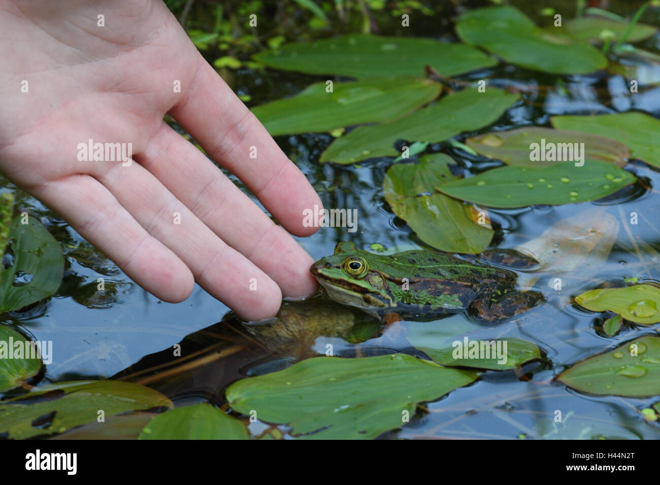 Pond frog, Rana esculenta, hand, waters Stock Photo - Alamy