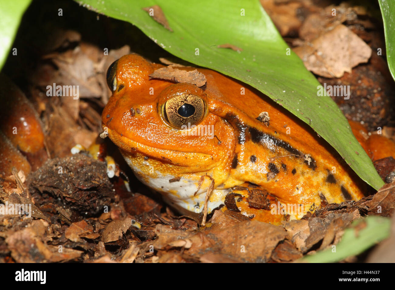 Southern tomato frog, Dyscophus guineti Stock Photo - Alamy