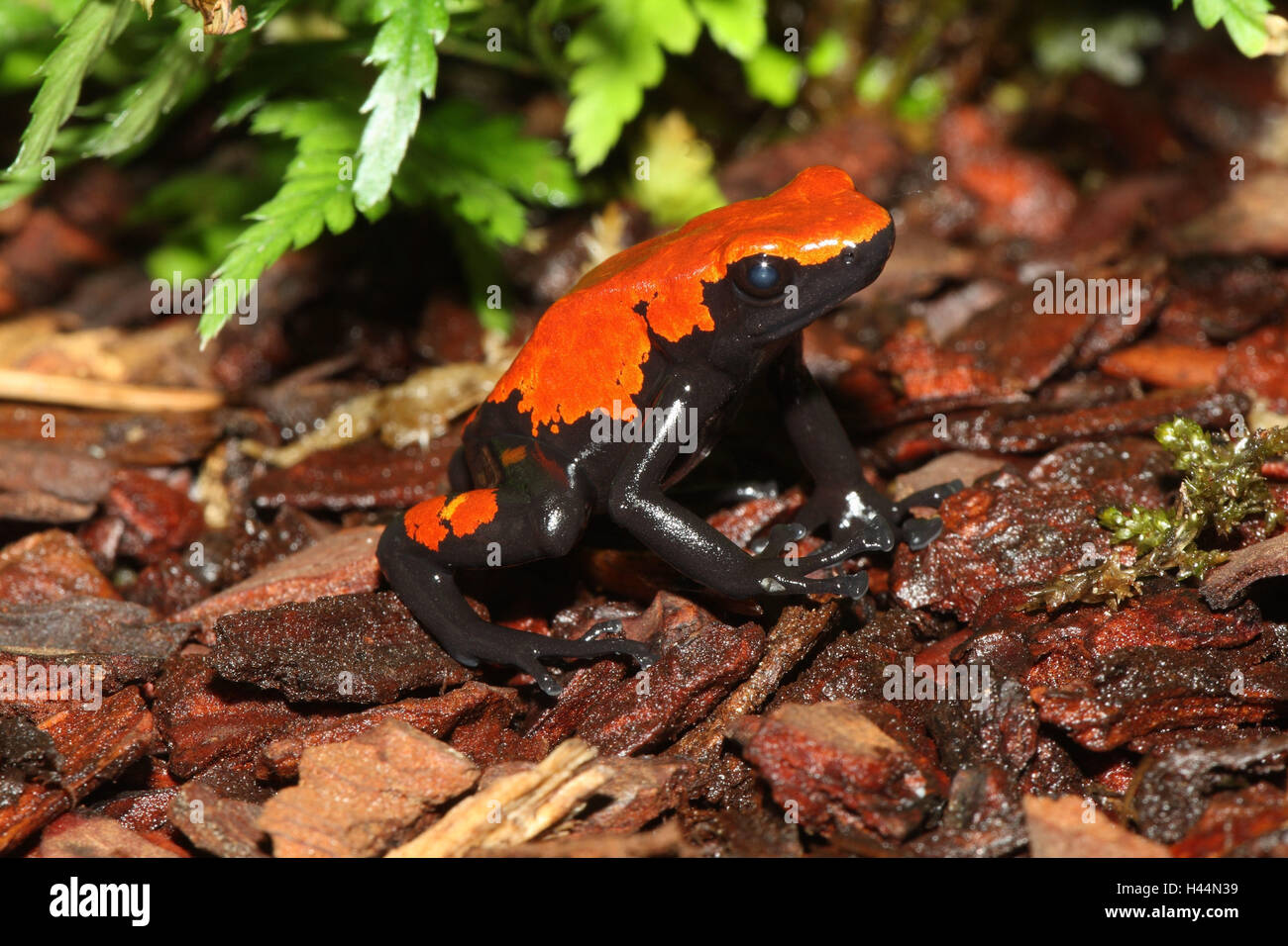 Speckled tree steep path frog, Dendrobates galactonotus Stock Photo - Alamy