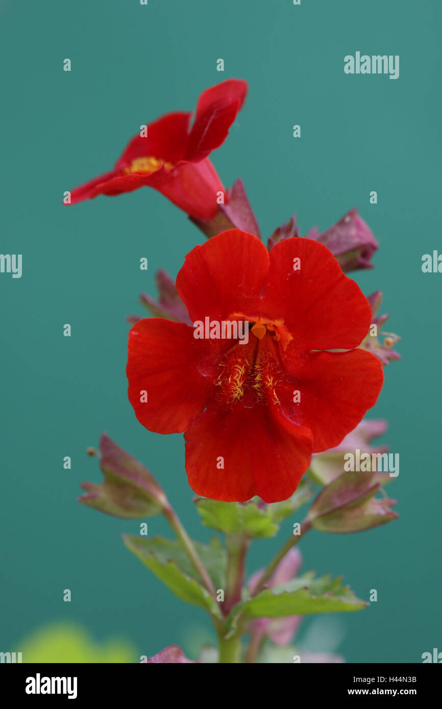 Mimulus cardinalis hi-res stock photography and images - Alamy