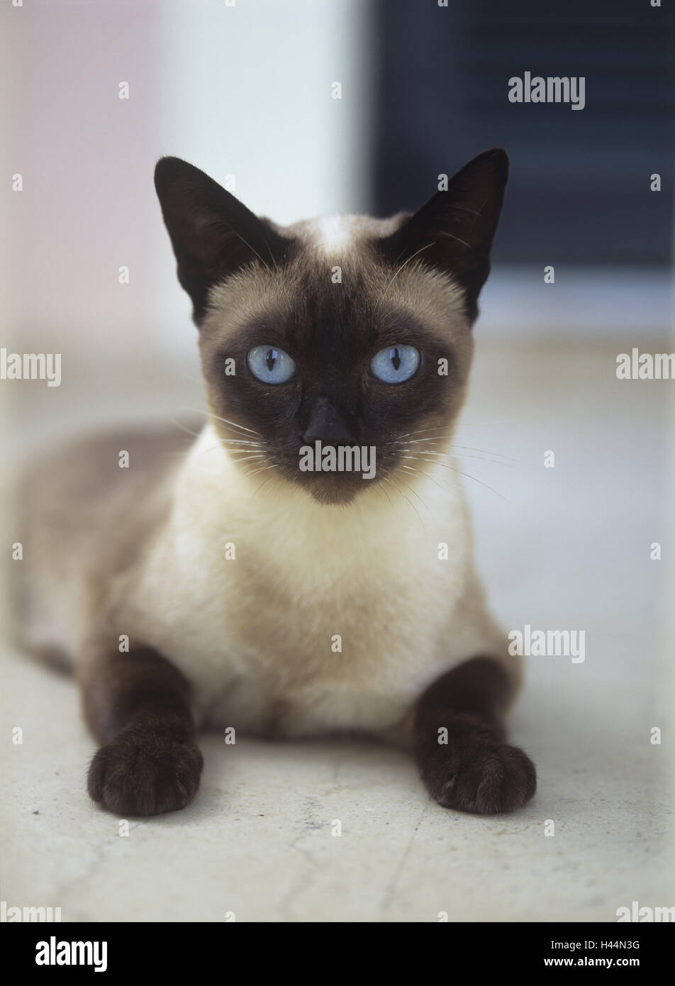 Siam cat, lie, view camera, portrait, mammal, pet, animal, Siam cat ...