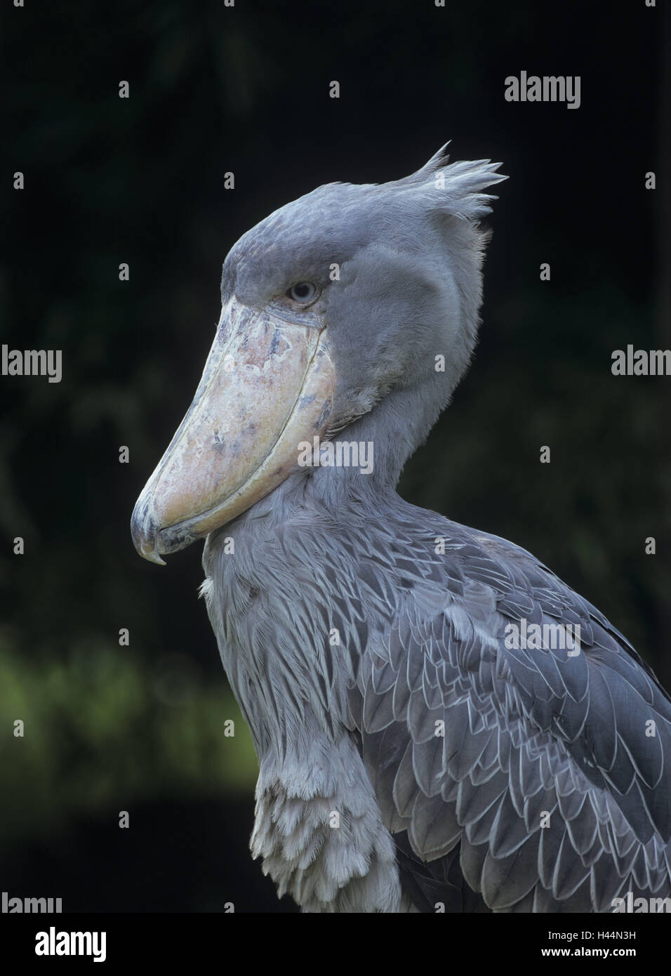 Shoe beak, portrait, bird, Schreitvogel, beak, wild animal, animal ...