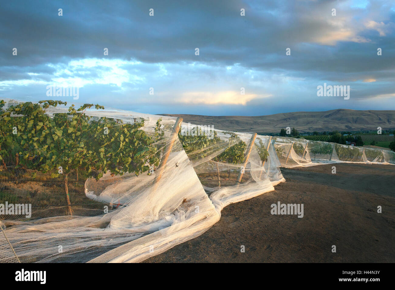 "Netted Vines" Eastern WA Stock Photo - Alamy