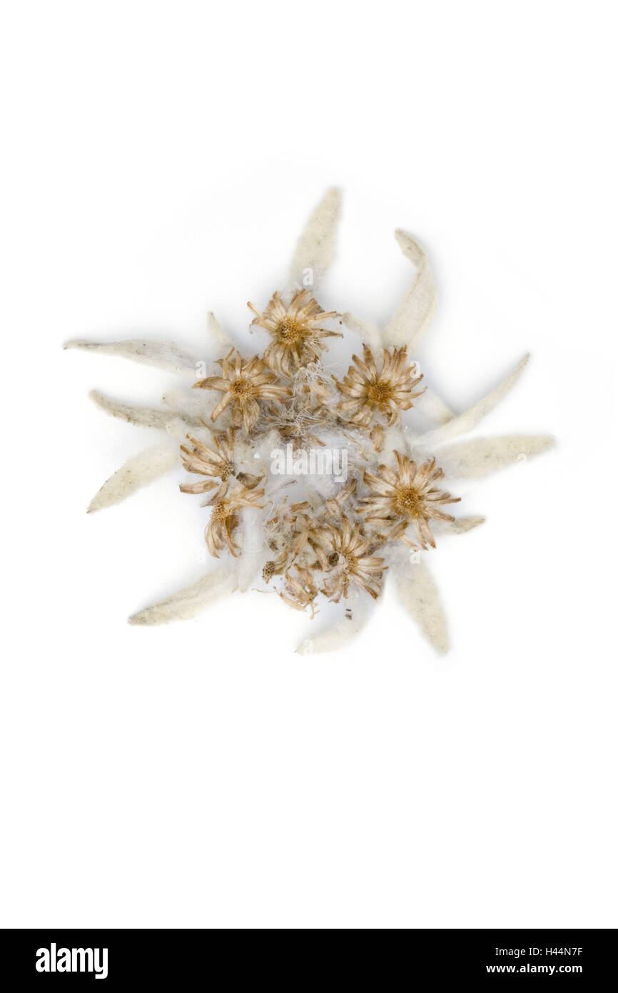 Edelweiss blossom, cut out Stock Photo - Alamy