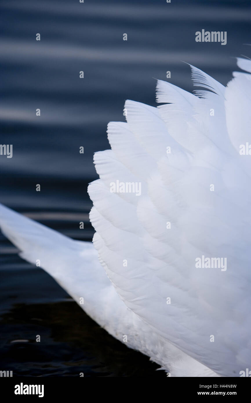 Wing feathers detail hi-res stock photography and images - Alamy