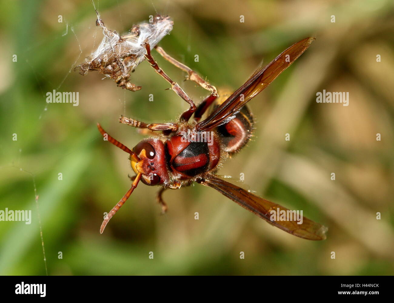 European hornet (Vespa crabro) in a spider's web, attempting to steal ...