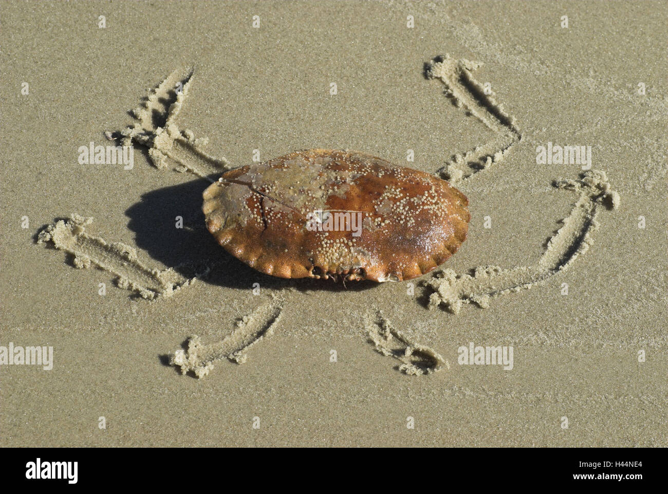 crab, beach, crab shell Stock Photo - Alamy