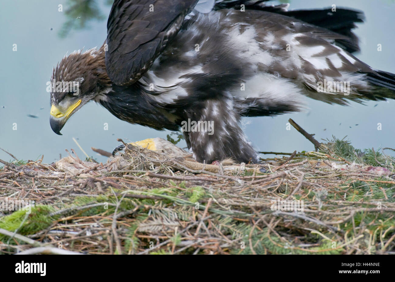 Stone eagle, young animal, flight attempt, eyrie, Mau Reportage, stone ...