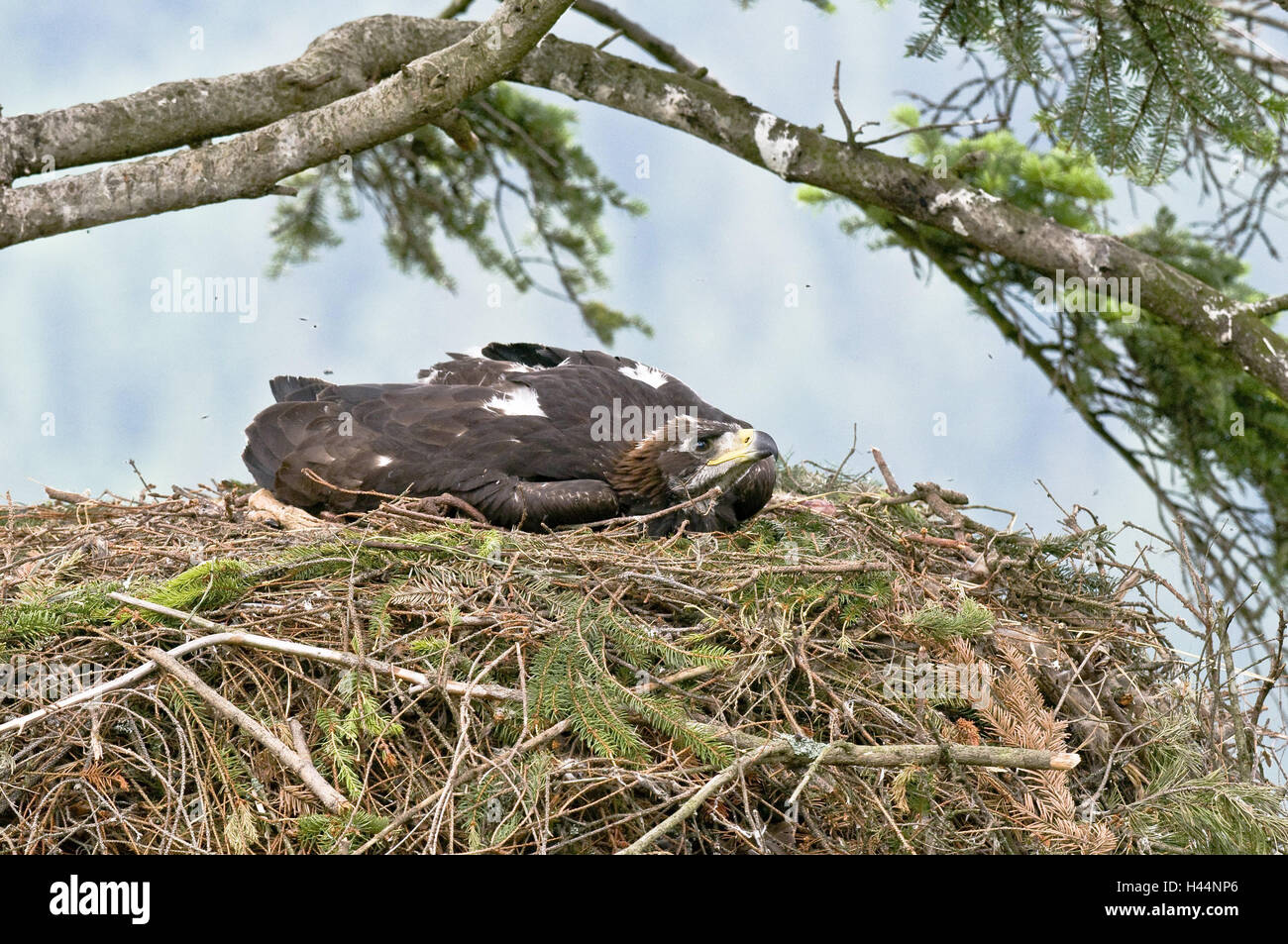 Stone eagles, young animal, at the side, lie, eyrie, Mau Reportage ...