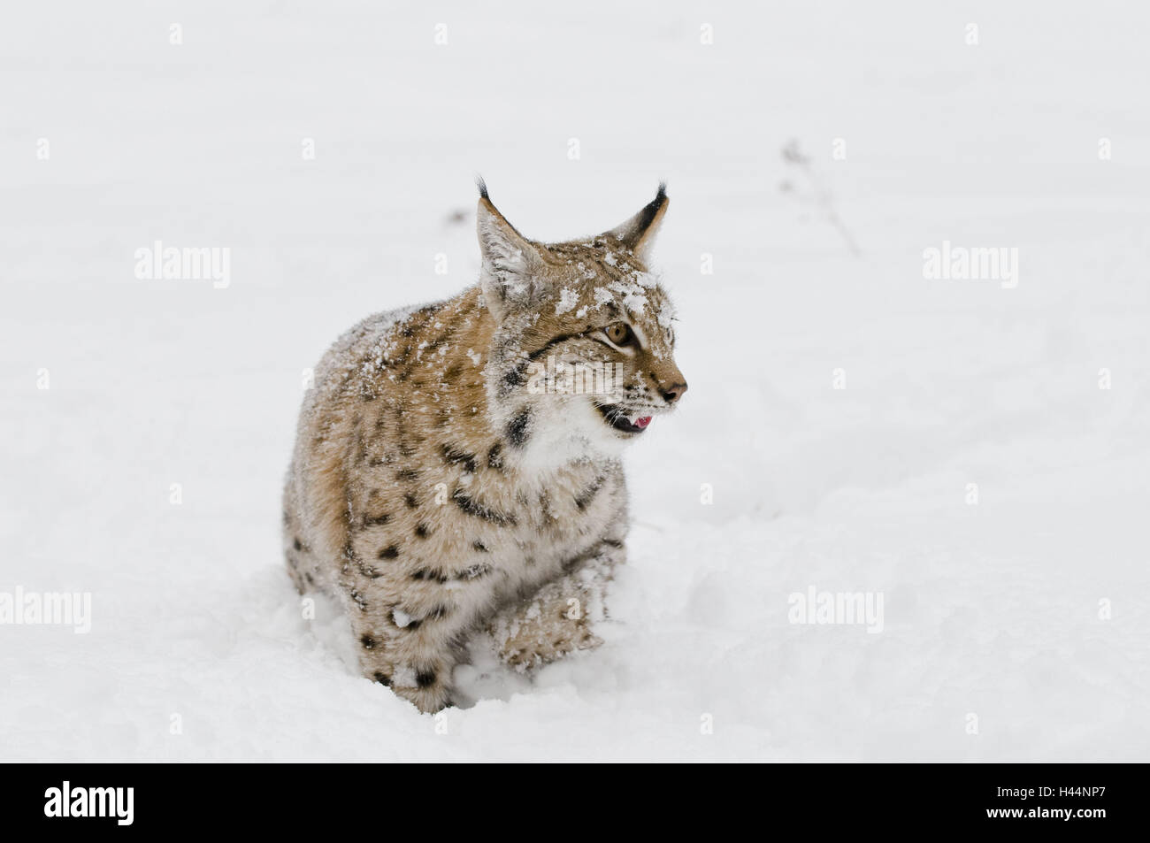 Sit and wait predator hi-res stock photography and images - Alamy